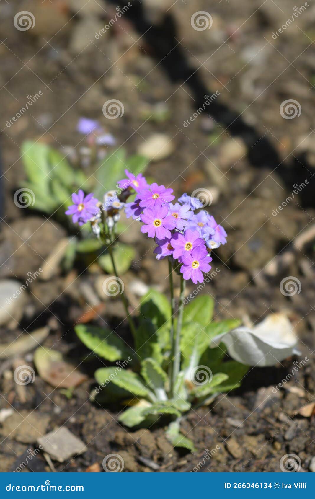 Long-flowered primrose stock photo. Image of garden - 266046134