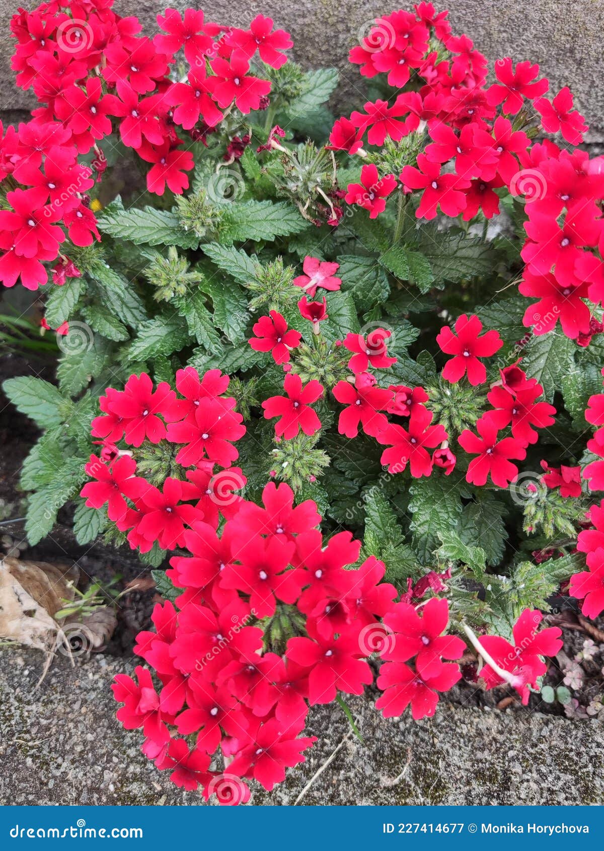 Long flowering shrubs stock image. Image of long, backyard - 227414677