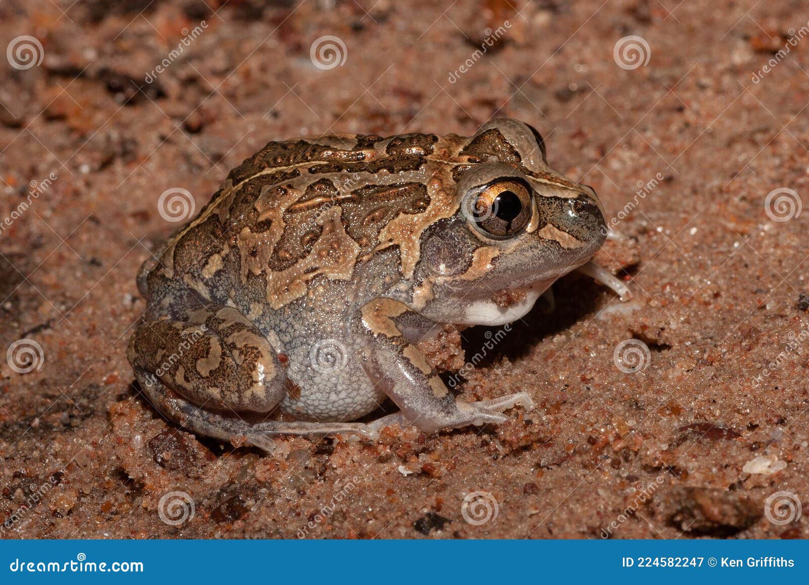 Long-footed Frog stock image. Image of australian, amphibian - 224582247