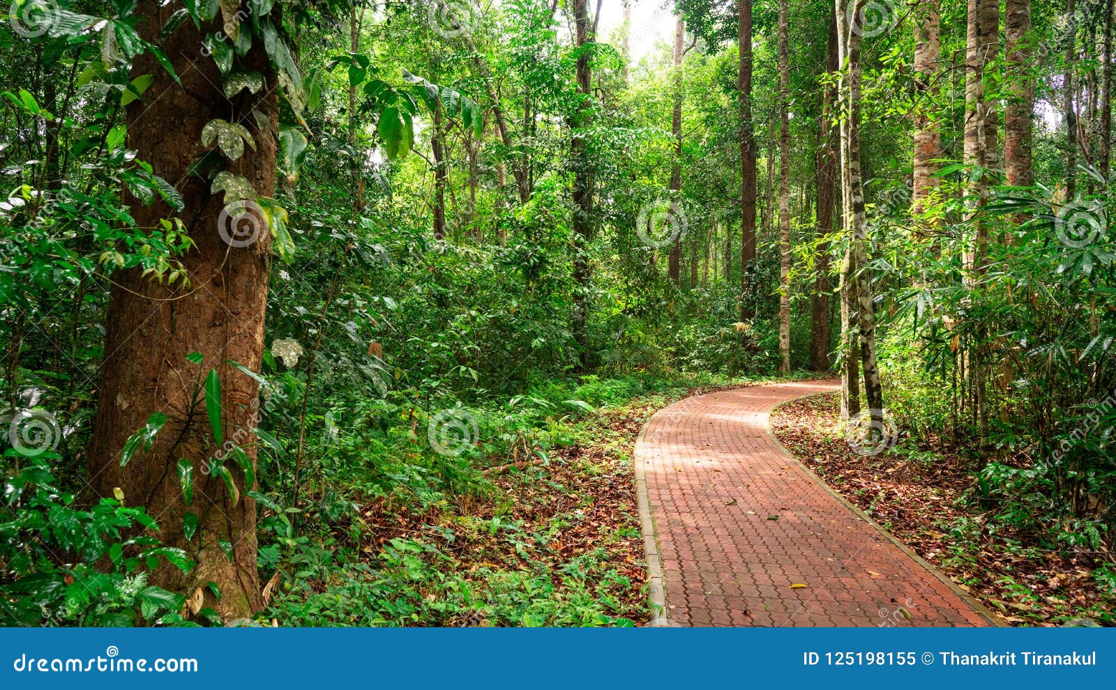 Foothpath in the jungle stock image. Image of nature - 125198155