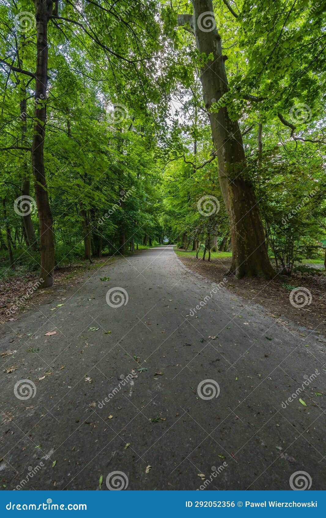 Long Footpath in Park with High and Old Green Trees on Both Sides ...