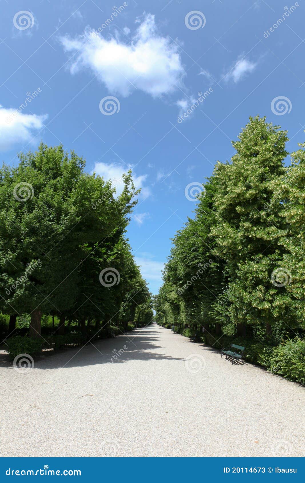 Long Footpath between the Trees Stock Image - Image of lane, sunlight ...