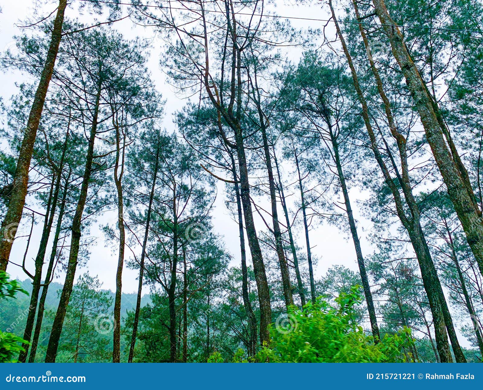 Long Forest stock image. Image of trees, long, vying - 215721221