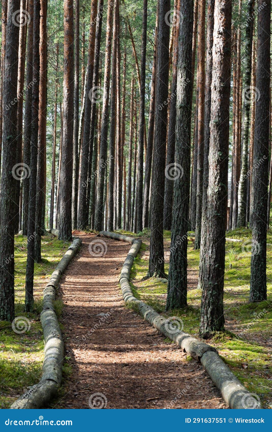 A Long Forest Path in Front of the Woods, with Pine Trees Lining Either ...