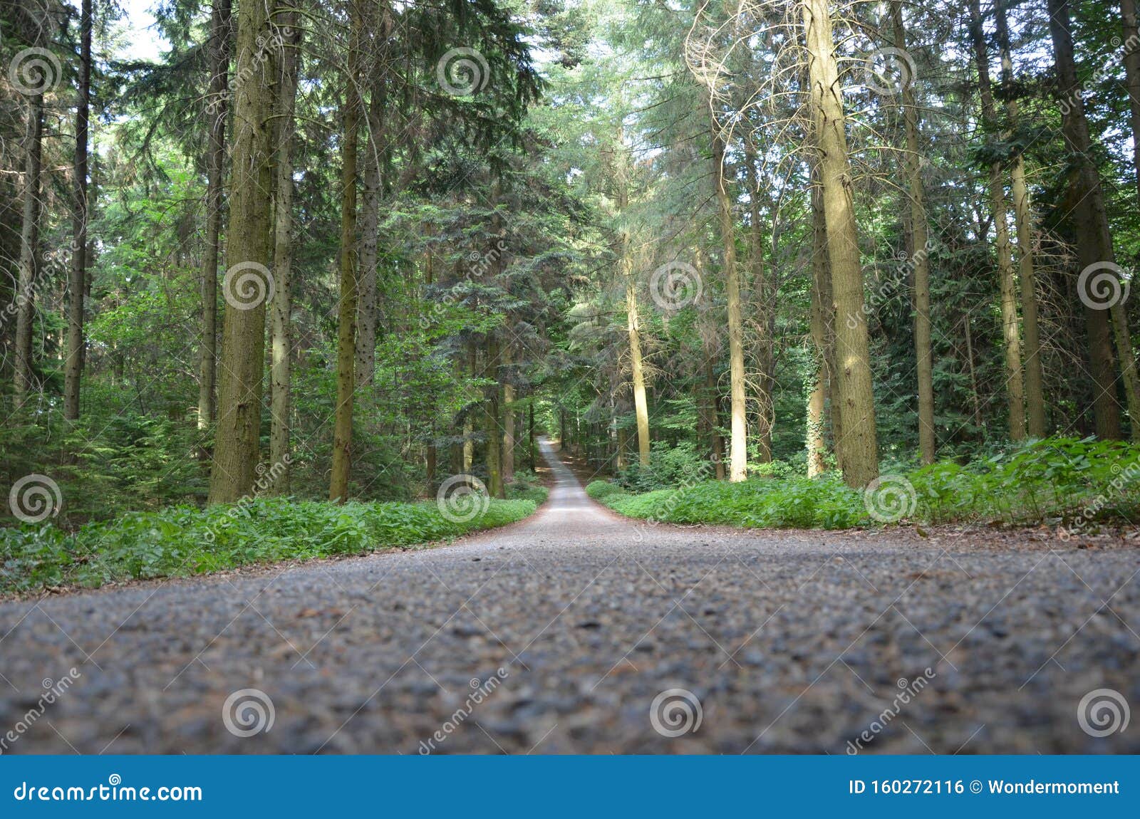 Long Forest Path in Heidelberg - 2018 Stock Photo - Image of forest ...