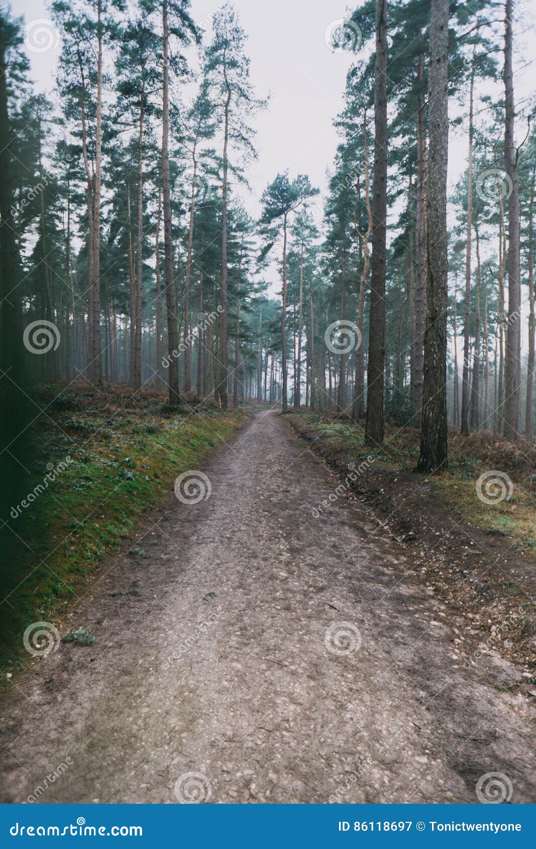 Long Forest Path stock image. Image of bright, path, woods - 86118697