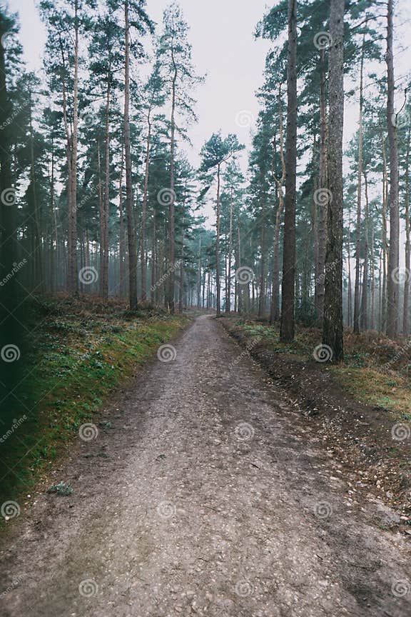 Long Forest Path stock image. Image of bright, path, woods - 86118697