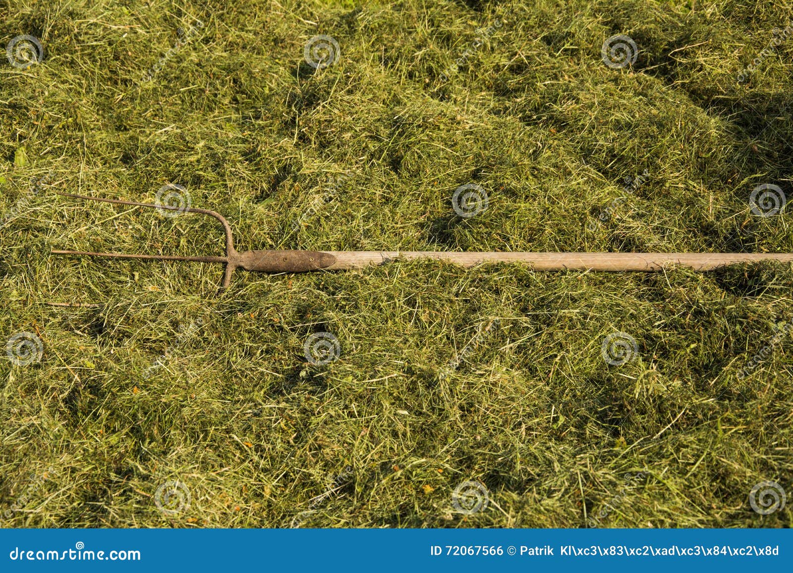 Long Forks on the Field in Hay Stock Photo - Image of feet, leaf: 72067566