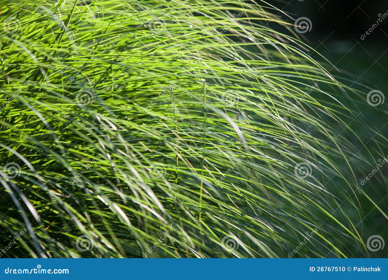 Long fresh green grass stock photo. Image of backyard - 28767510