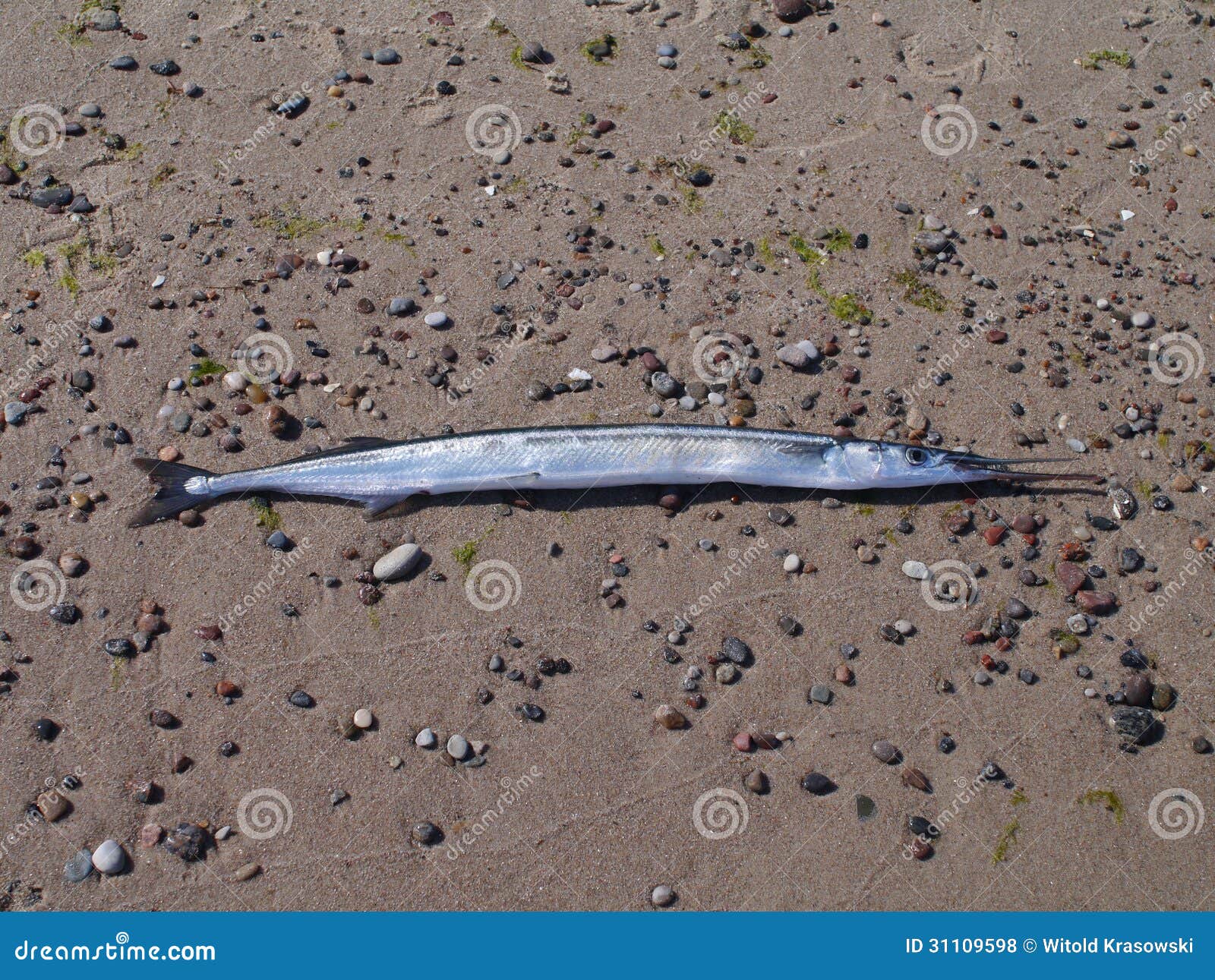 Long Garfish Royalty-Free Stock Image | CartoonDealer.com #31109554