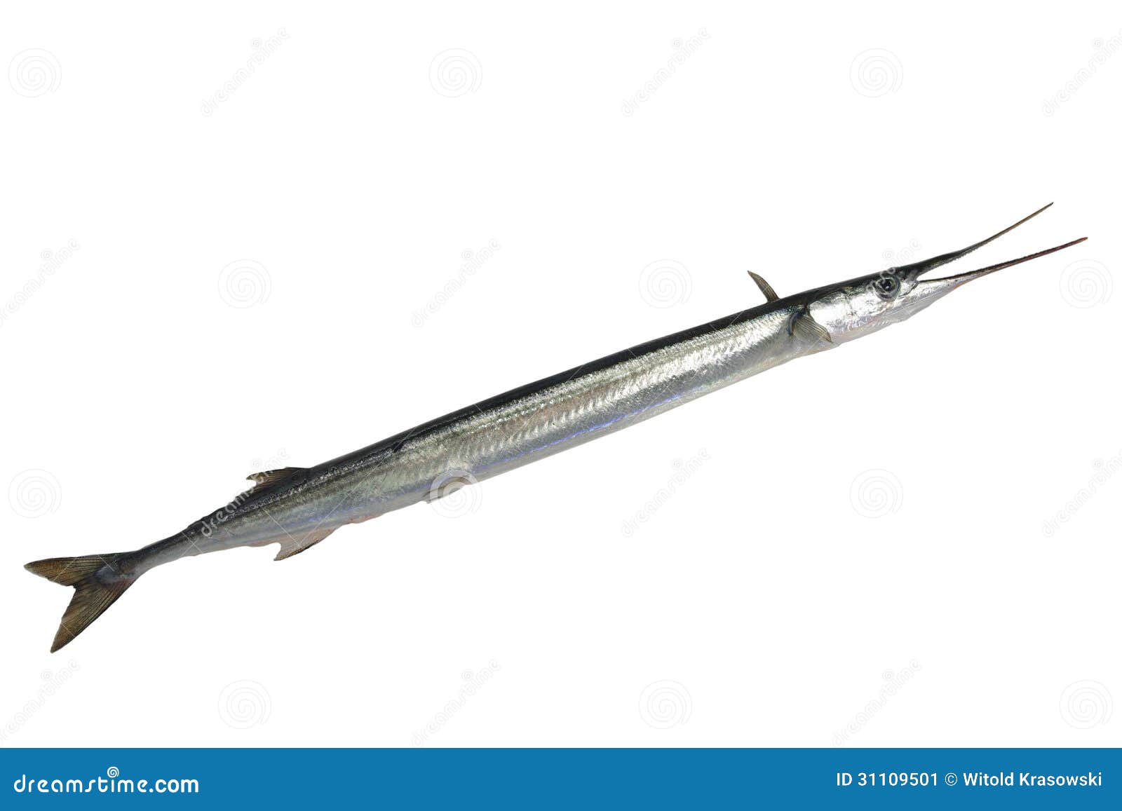 Garfish Stock Images - Download 353 Royalty Free Photos