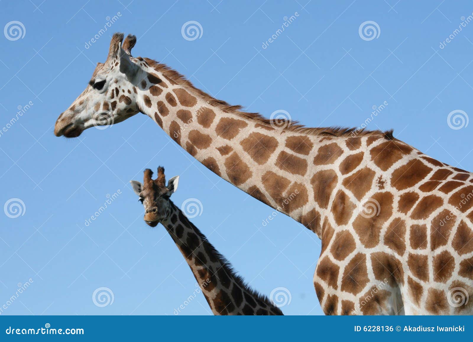 Long giraffe neck stock photo. Image of wildlife, nature - 6228136