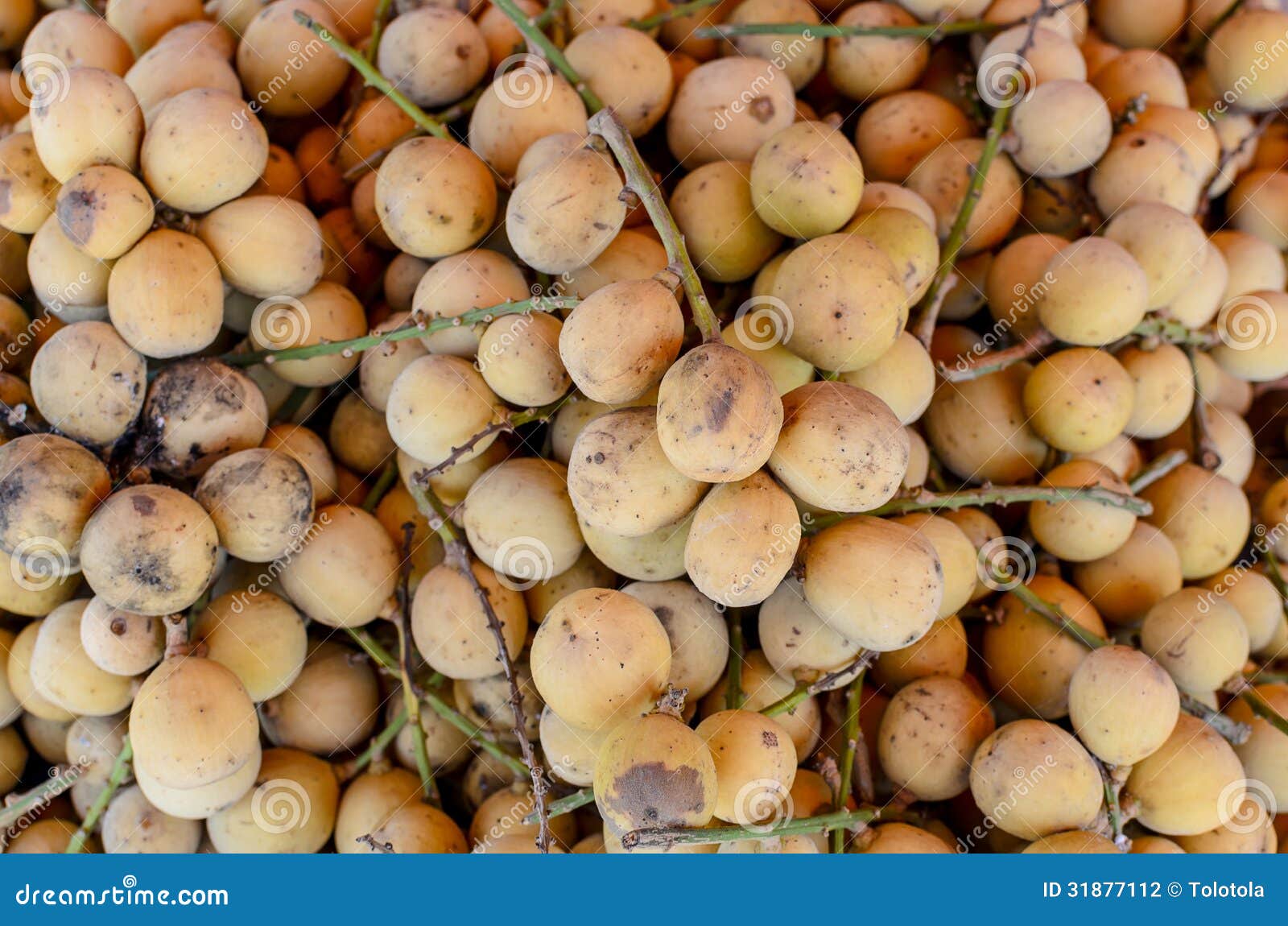 Long gong stock photo. Image of gong, white, vitamins - 31877112