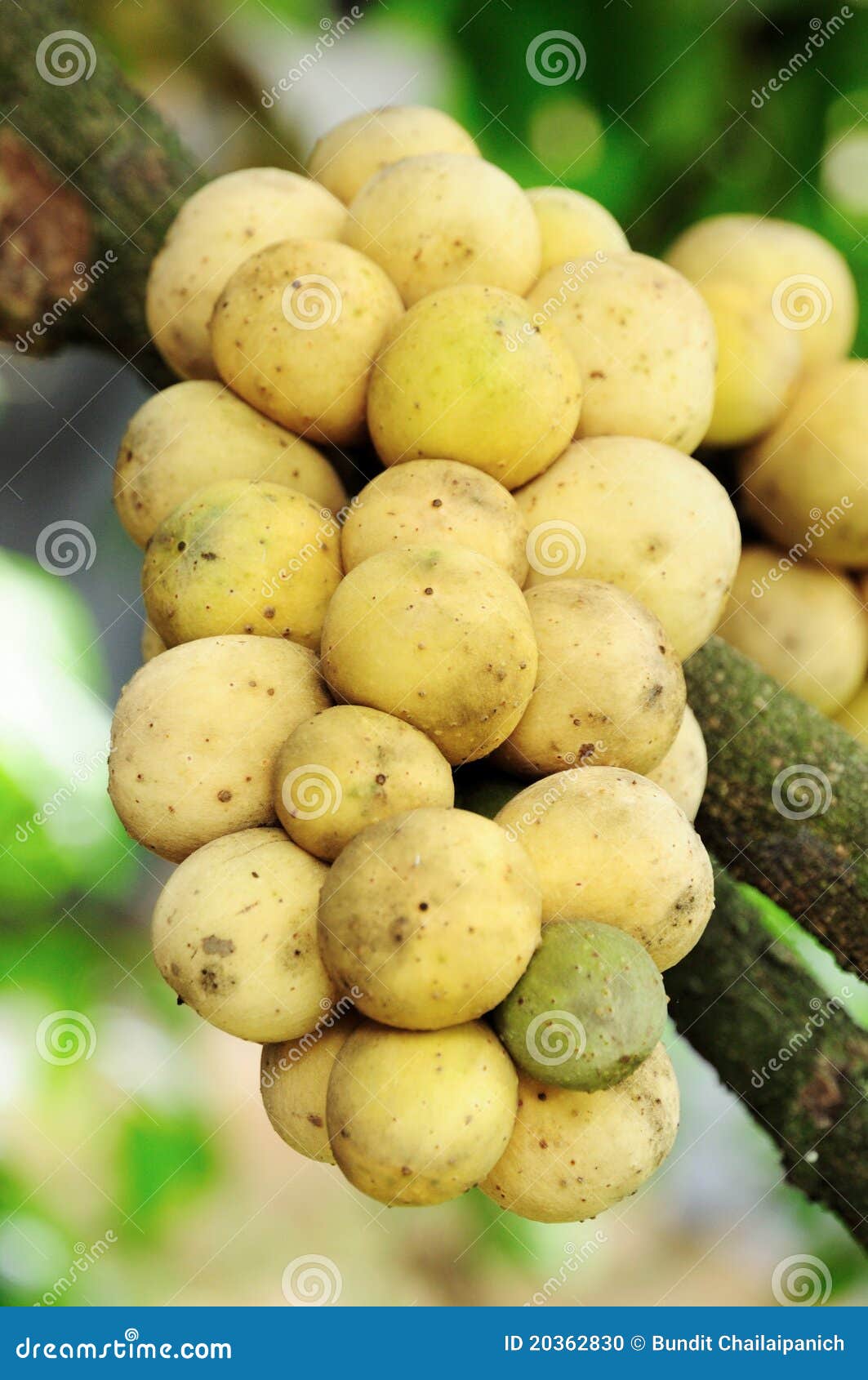 Long-Gong (Thai fruits) stock photo. Image of luscious - 20362830