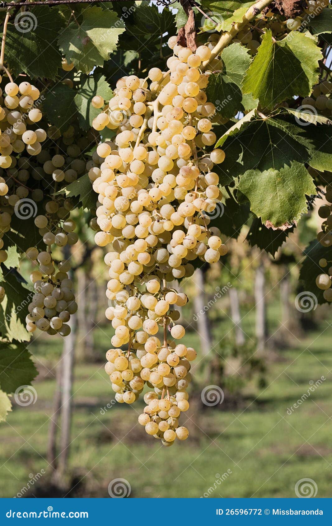 Long grapes stock photo. Image of harvest, closeup, leaves - 26596772