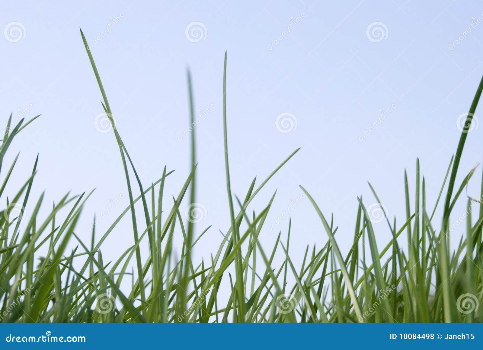 Long grass stock photo. Image of background, grass, pattern - 10084498
