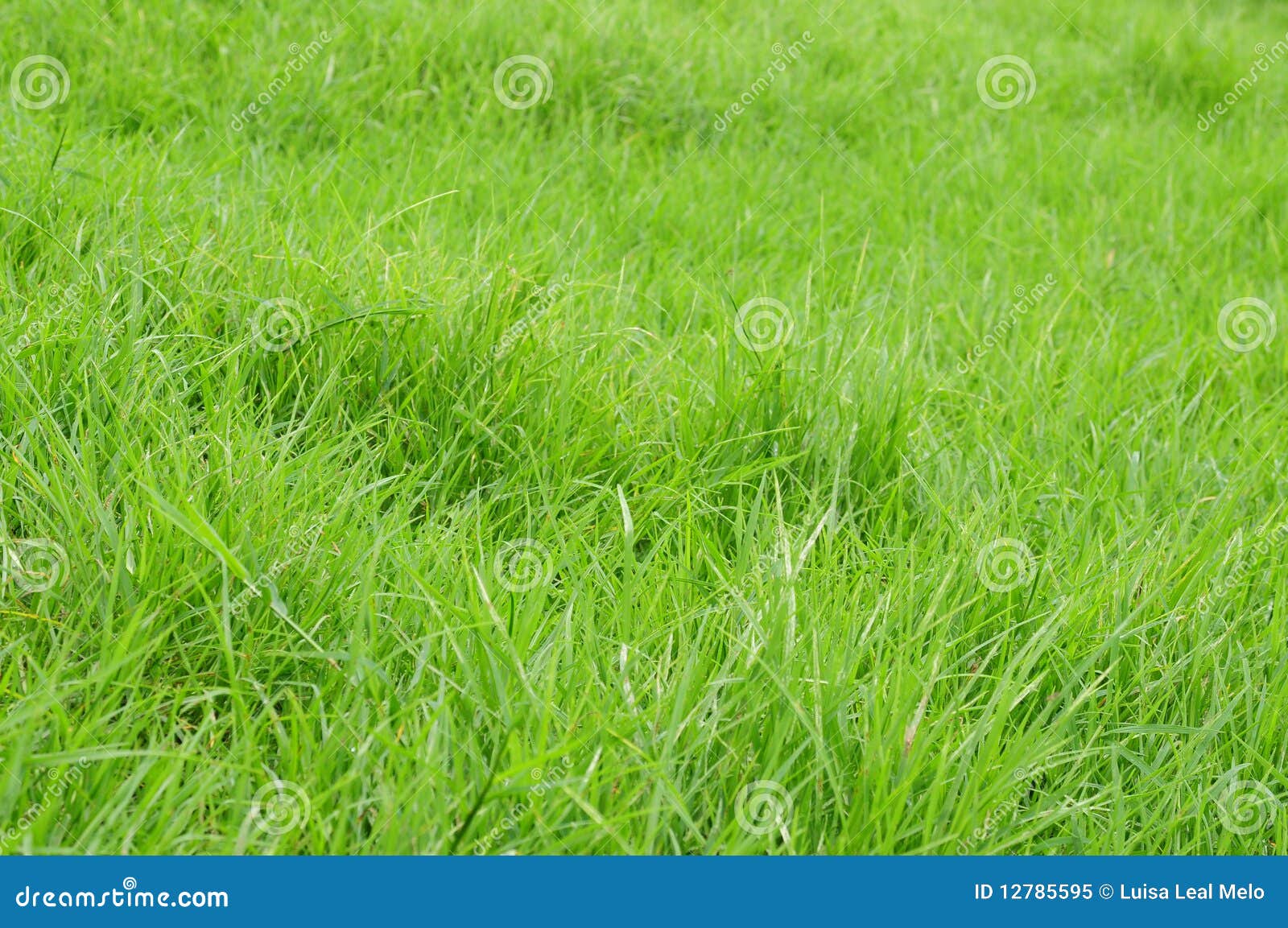 Long grass. stock image. Image of harvest, emerald, green - 12785595