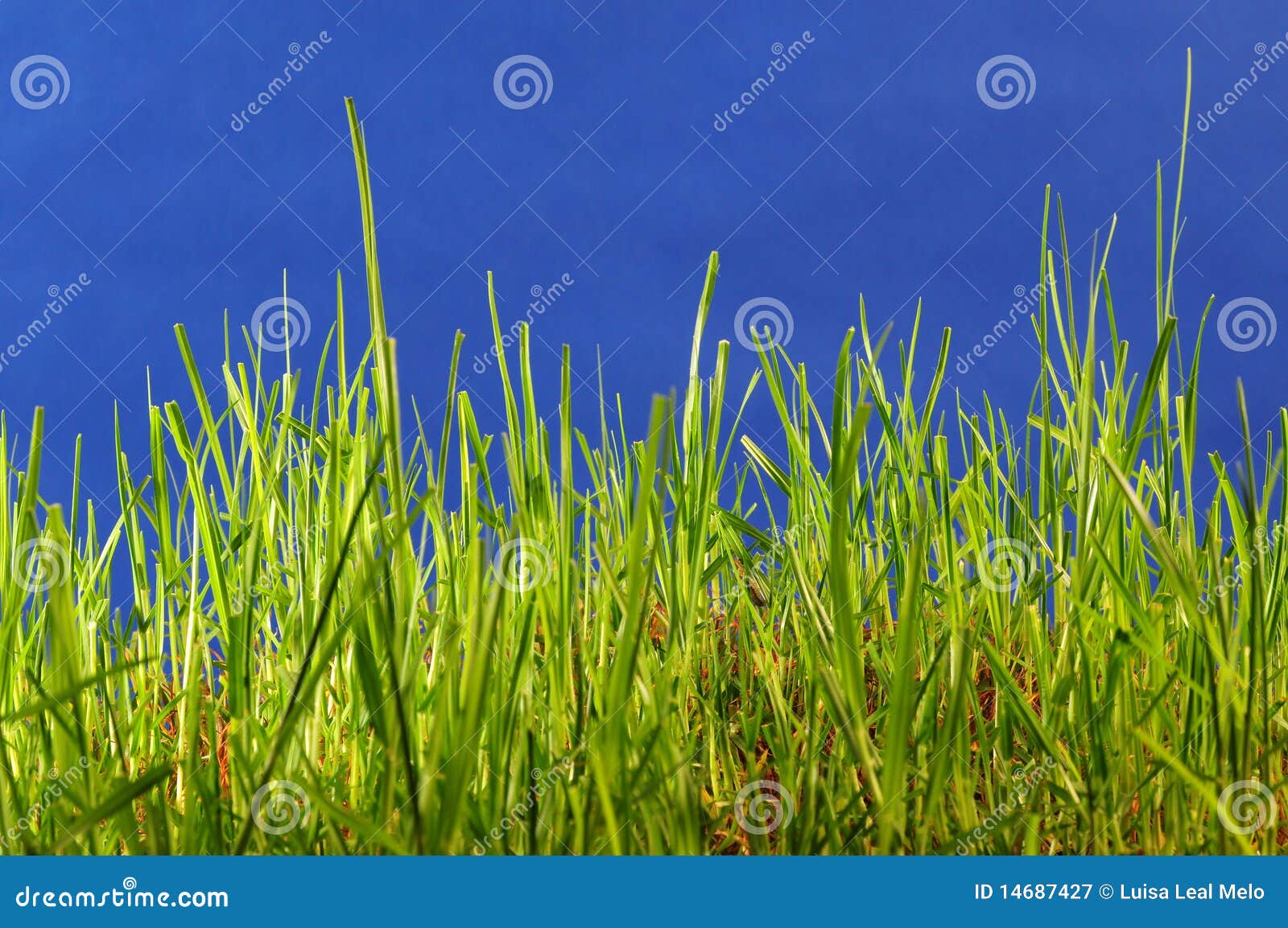 Long grass. stock image. Image of background, backdrop - 14687427