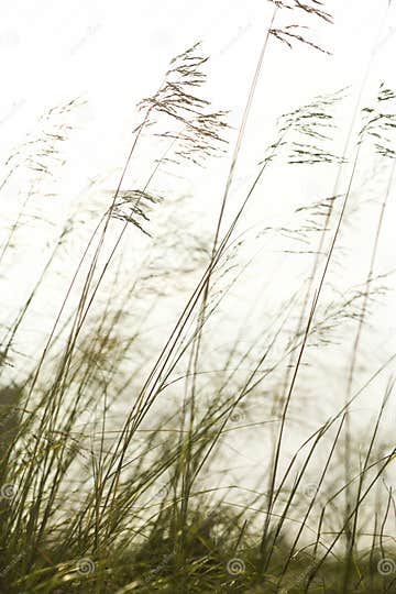 Long grass. stock image. Image of plant, vertical, weed - 2046145
