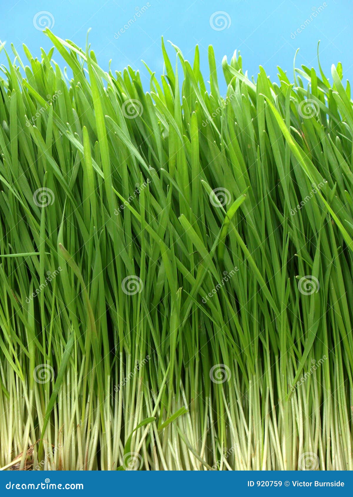 Long Grass stock image. Image of blades, stalks, tall, wheat - 920759