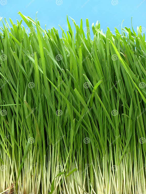Long Grass stock image. Image of blades, stalks, tall, wheat - 920759