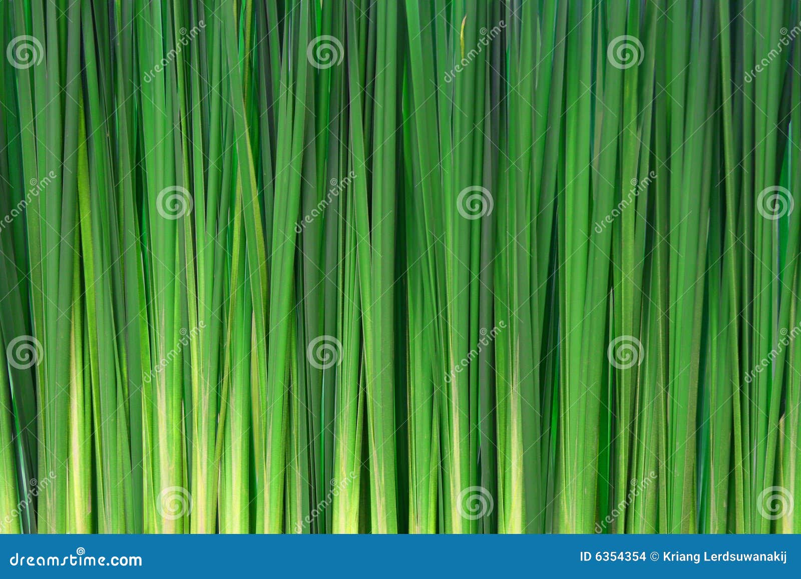 Long grass background stock photo. Image of tule, reedmace - 6354354