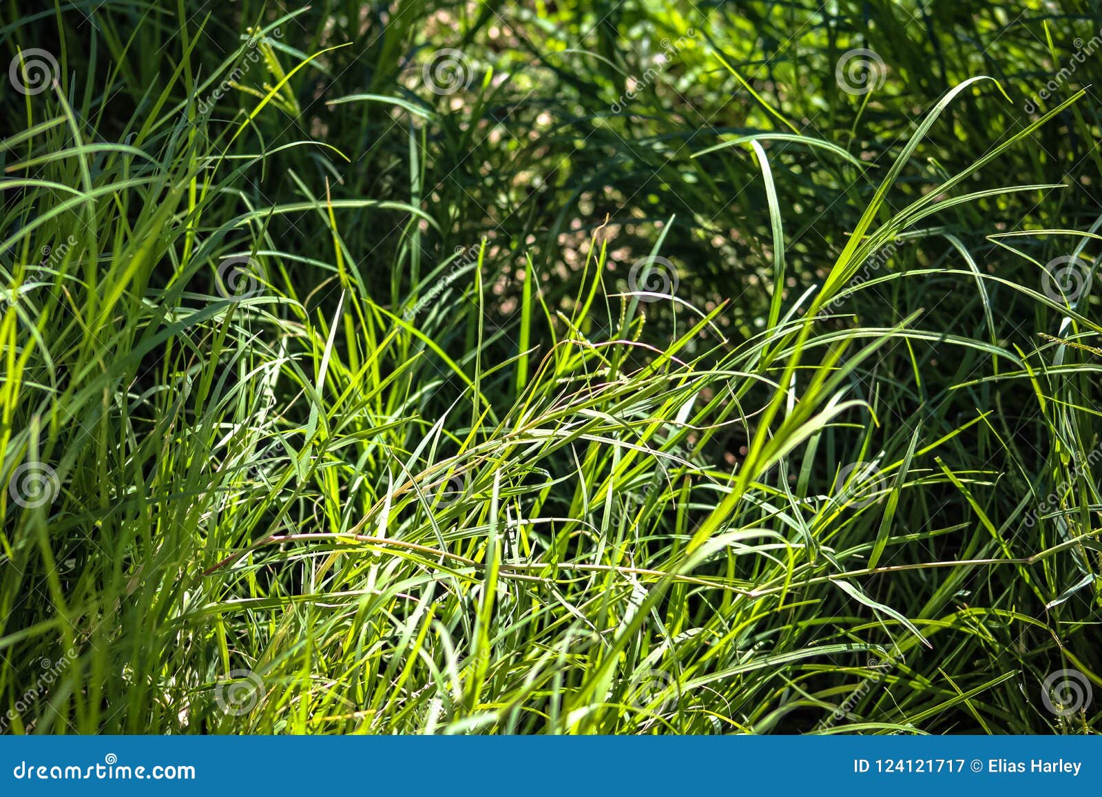 Long Grass in a Backyard stock image. Image of june - 124121717