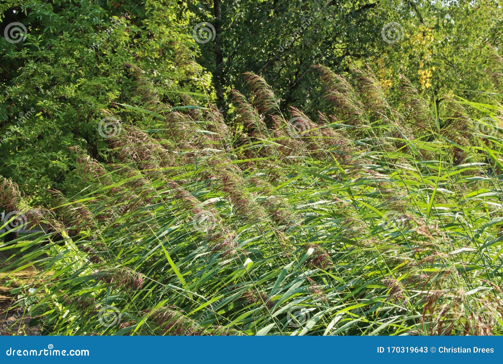 Long Grass Bending in the Wind Stock Image - Image of flower, abstract ...