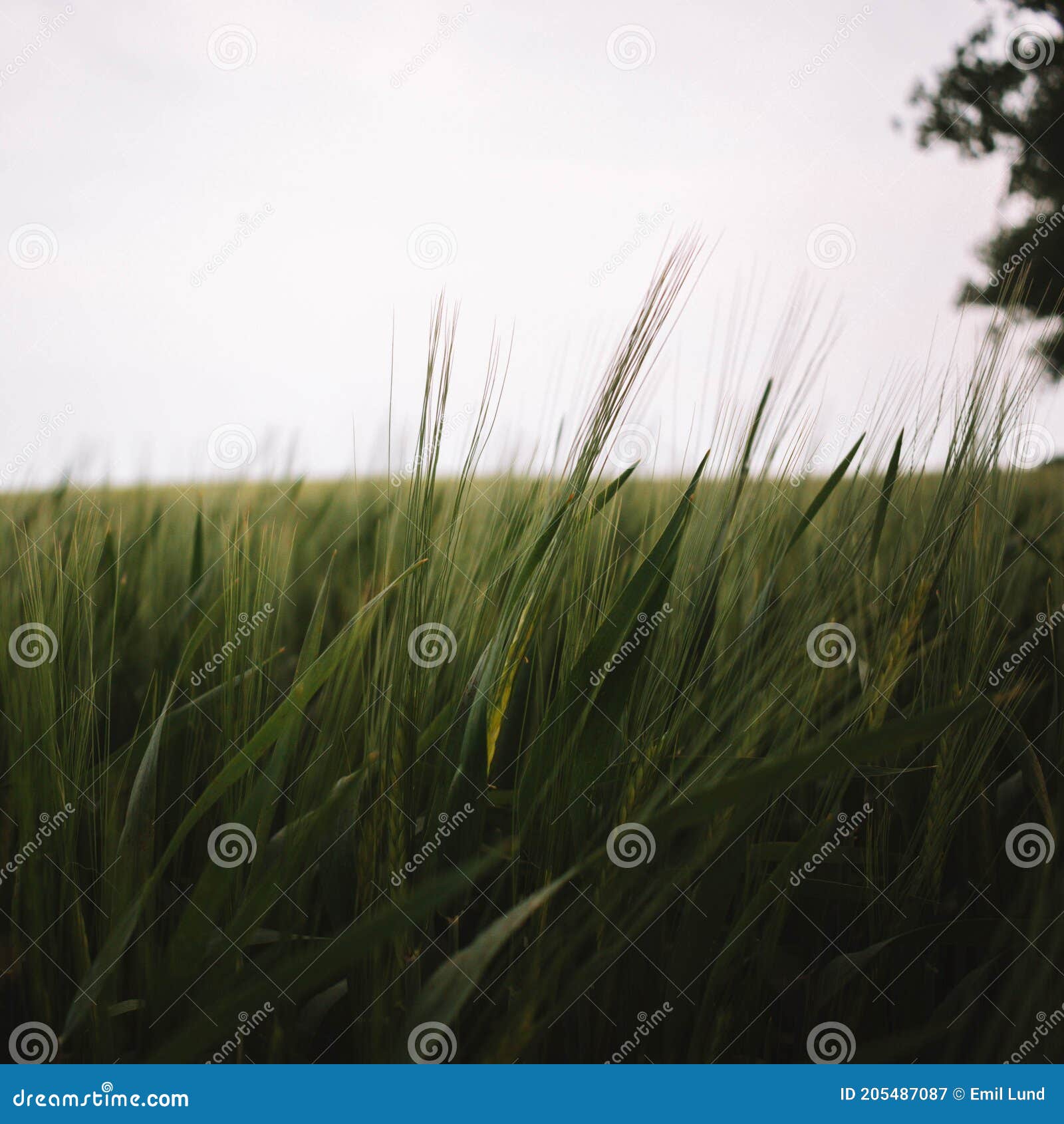 Long Grass Blowing in the Wind Stock Image - Image of prairie, green ...