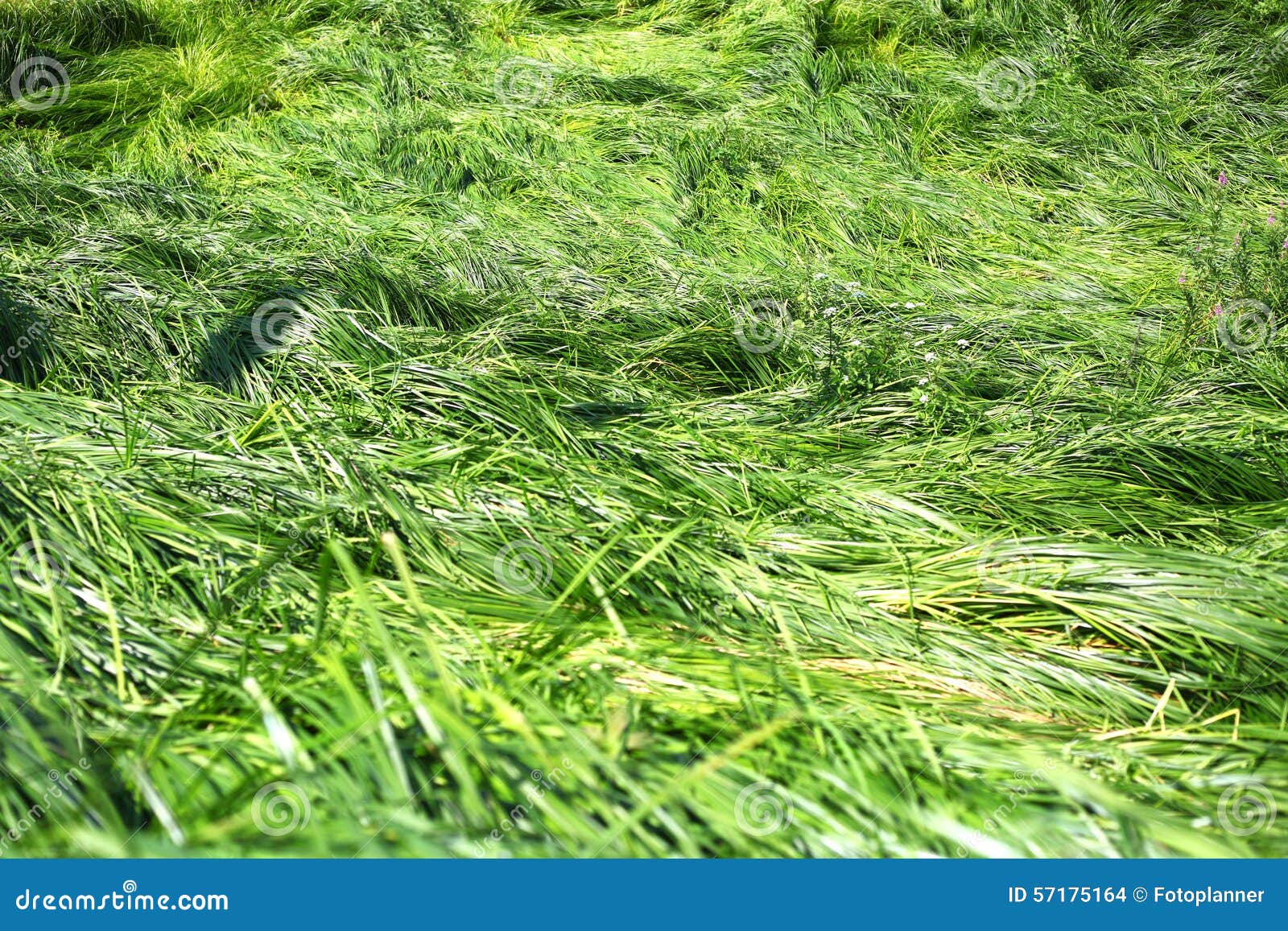 Long grass stock photo. Image of grass, garden, growth - 57175164