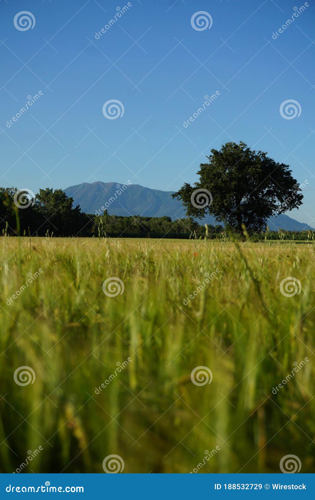 Long Grass Field Surrounded by Trees and the High Mountains Gleaming ...