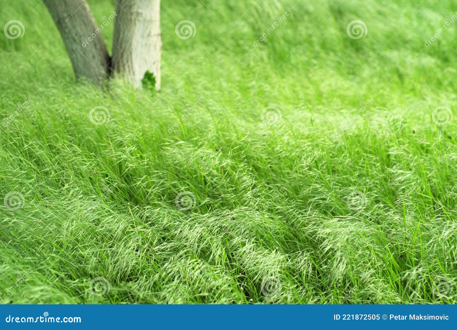 Long Grass Field with a Tree in Background Stock Image - Image of windy ...