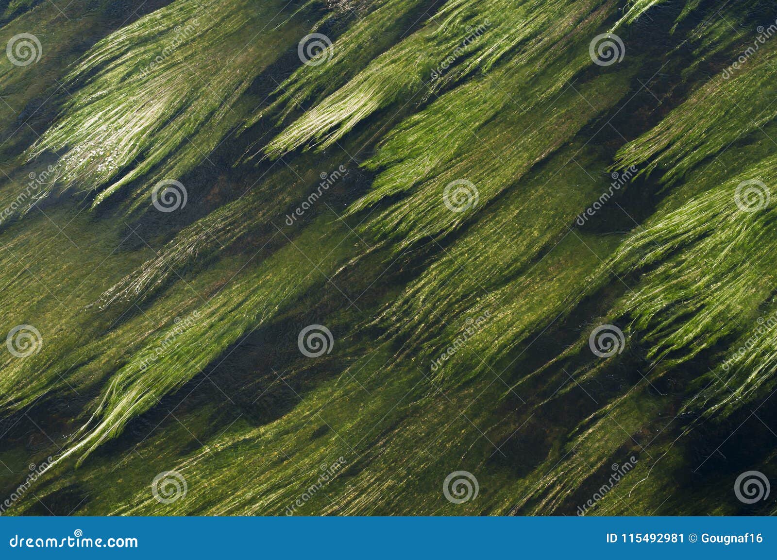 Long Grass Floating Underwater in a River Stock Image - Image of fresh ...