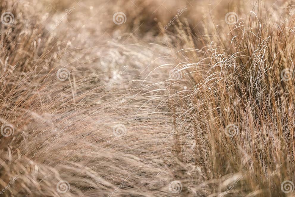 Long grass stock image. Image of dried, nature, focus - 44945835