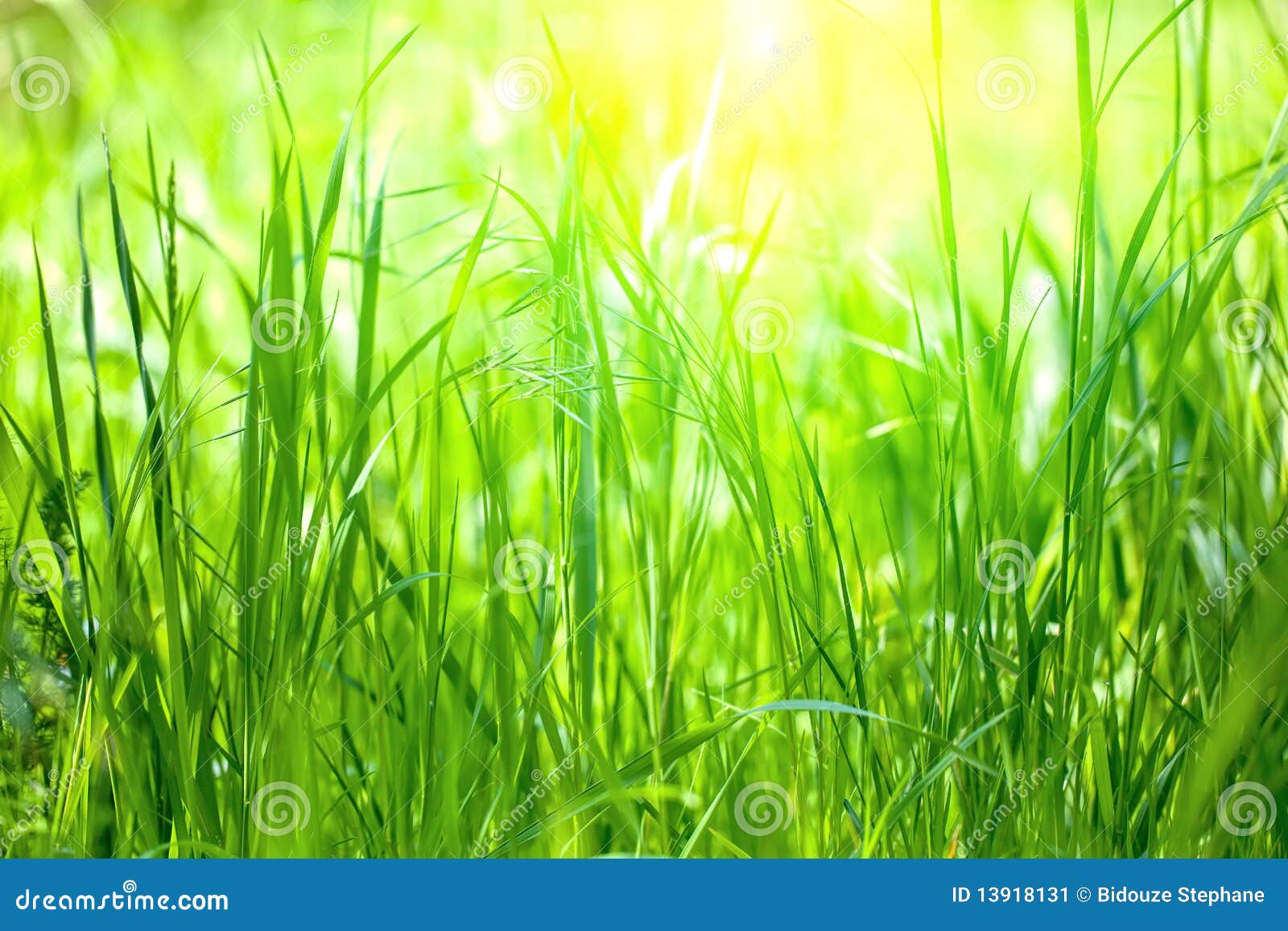 Long grass meadow stock image. Image of meadow, vivid - 13918131