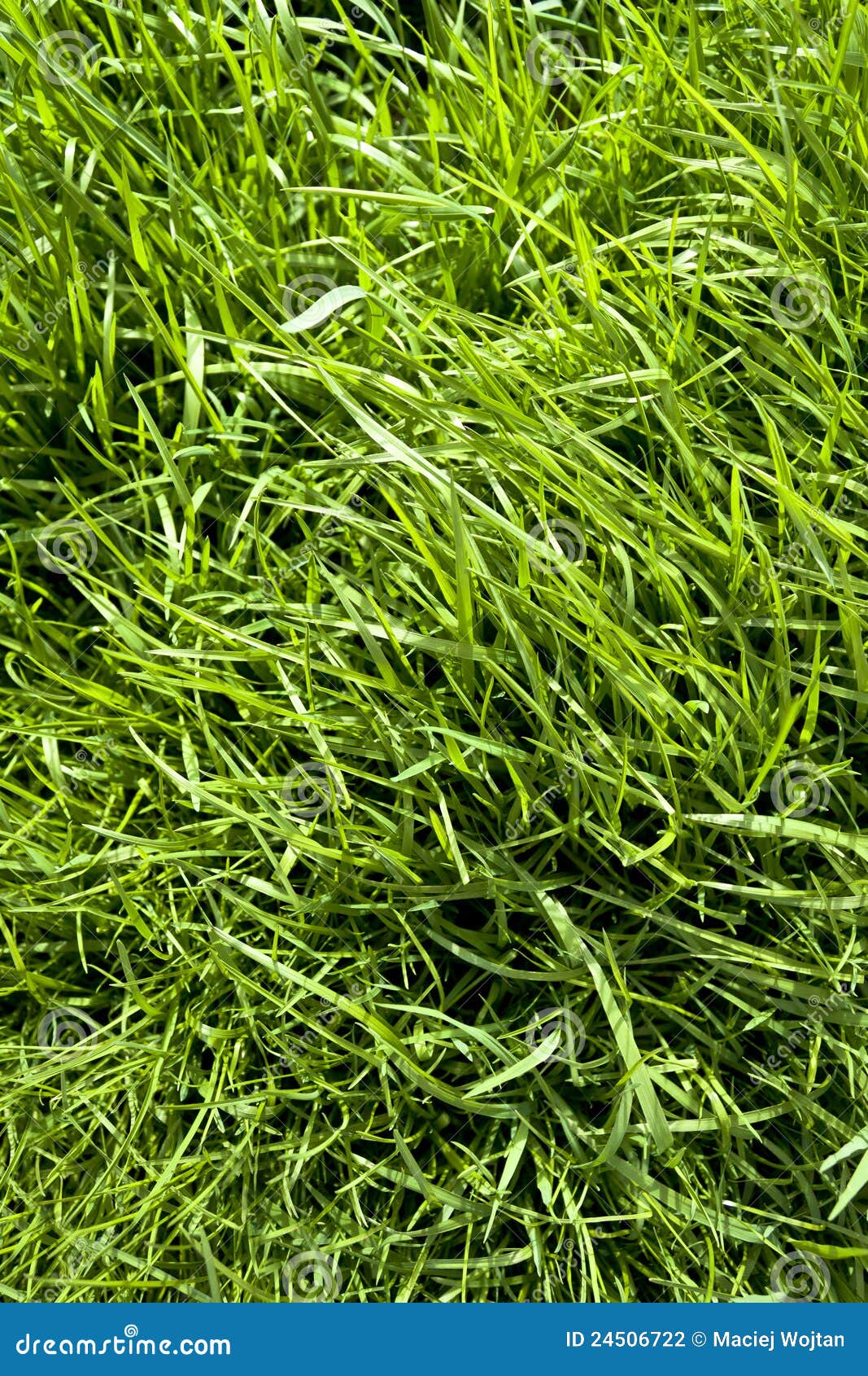Long Grass Texture stock photo. Image of lawn, green - 24506722