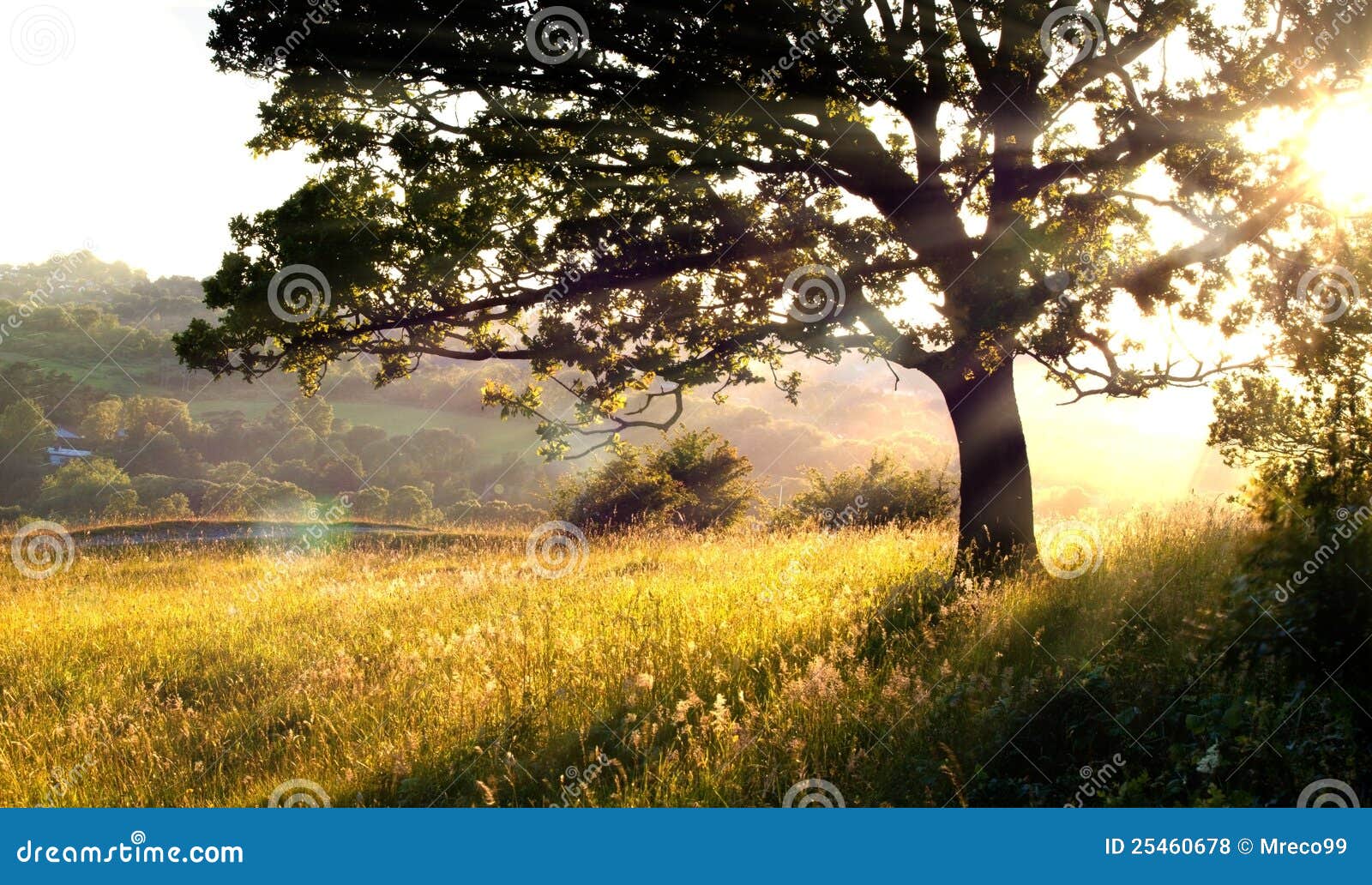 Long Grass and Tree in Morning Light Stock Photo - Image of grass, mist ...