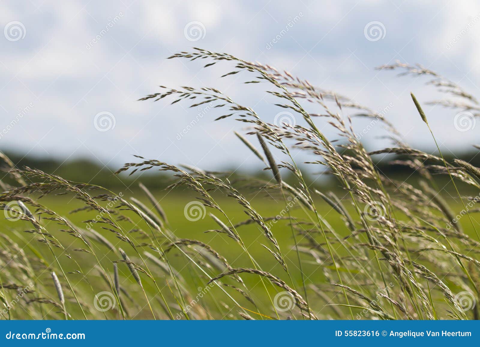 Long Grass Waving in the Wind Stock Photo - Image of grassland ...