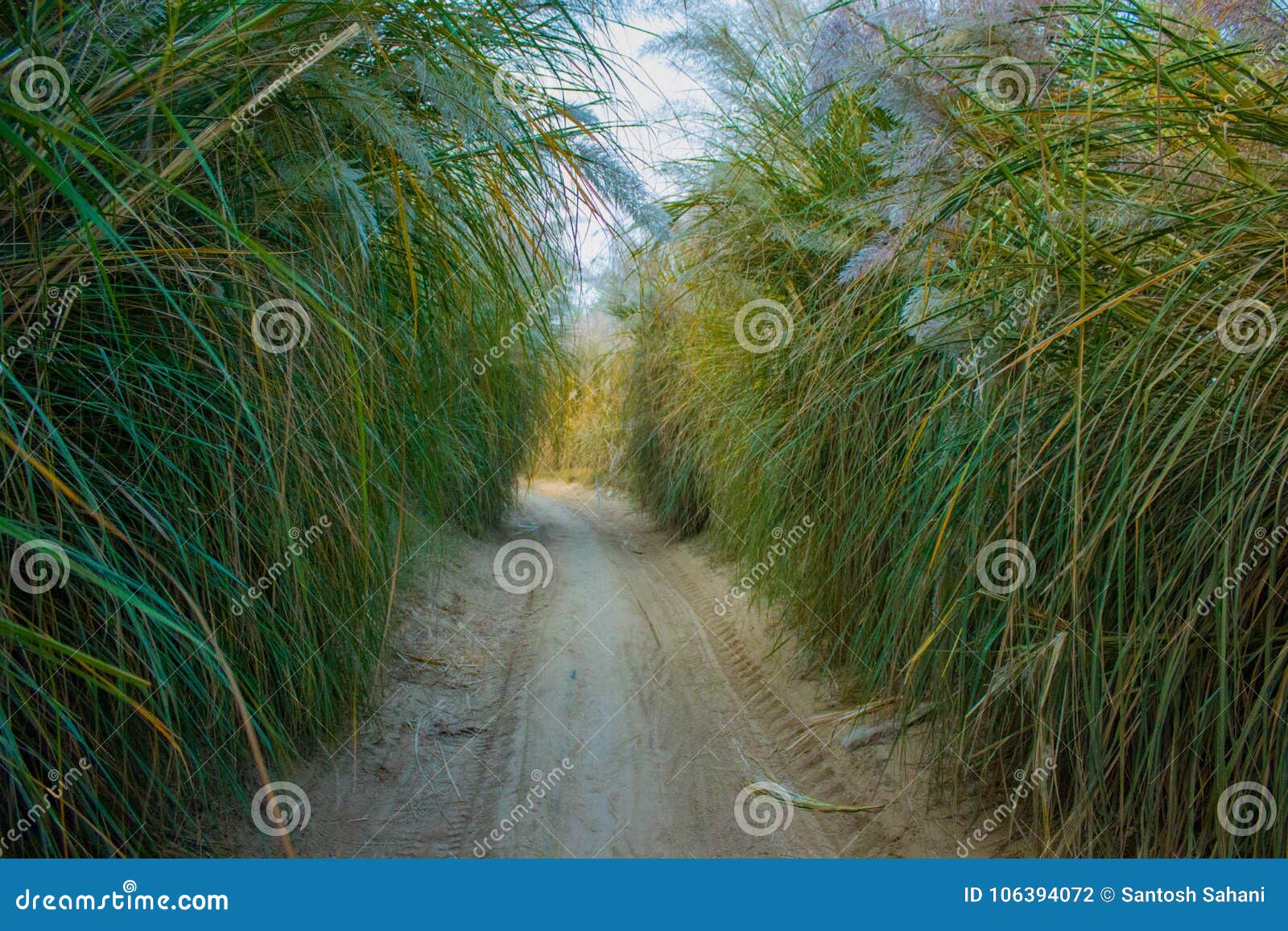 Long grass way stock photo. Image of long, grasses, grass - 106394072