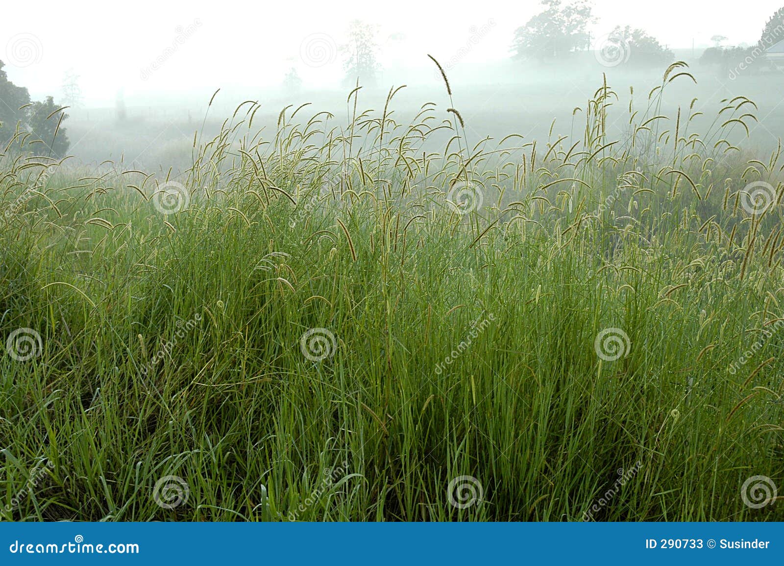 Long Grasses stock image. Image of mist, meadow, australia - 290733