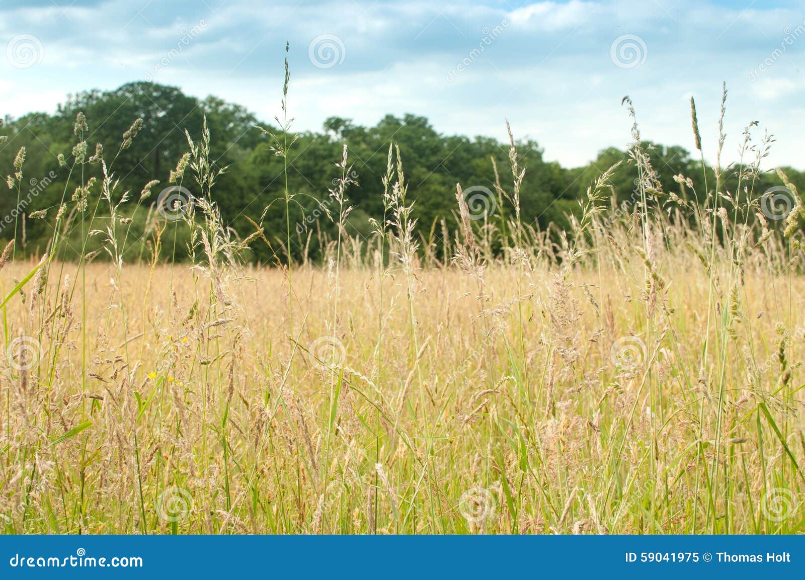 Long grasses stock image. Image of environment, front - 59041975
