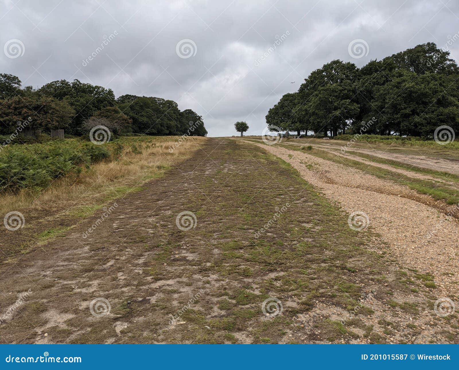 Long Grassy Pathway Surrounded by Trees and Greens Under the Cloudy Sky ...