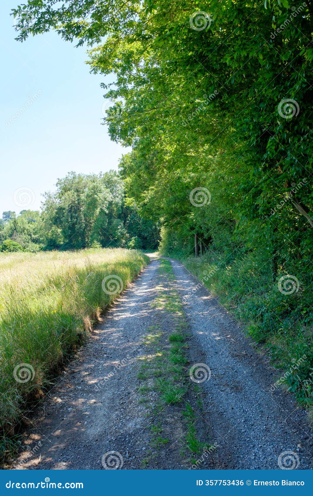 A Long and Pretty Walk Path Surrounded by Bright Green Trees, Forty ...