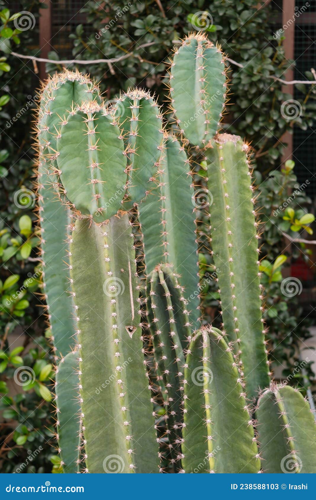 Long green cactus plant stock image. Image of ripe, leaf - 238588103