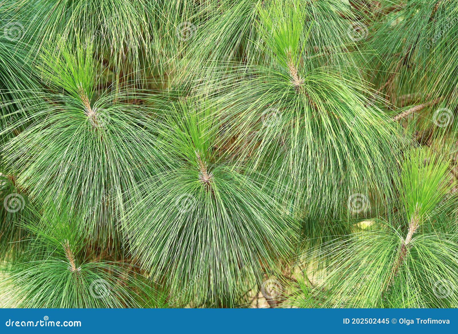 Long Green Coniferous Needles of Chir Pine Pinus Roxburghii Stock Image ...