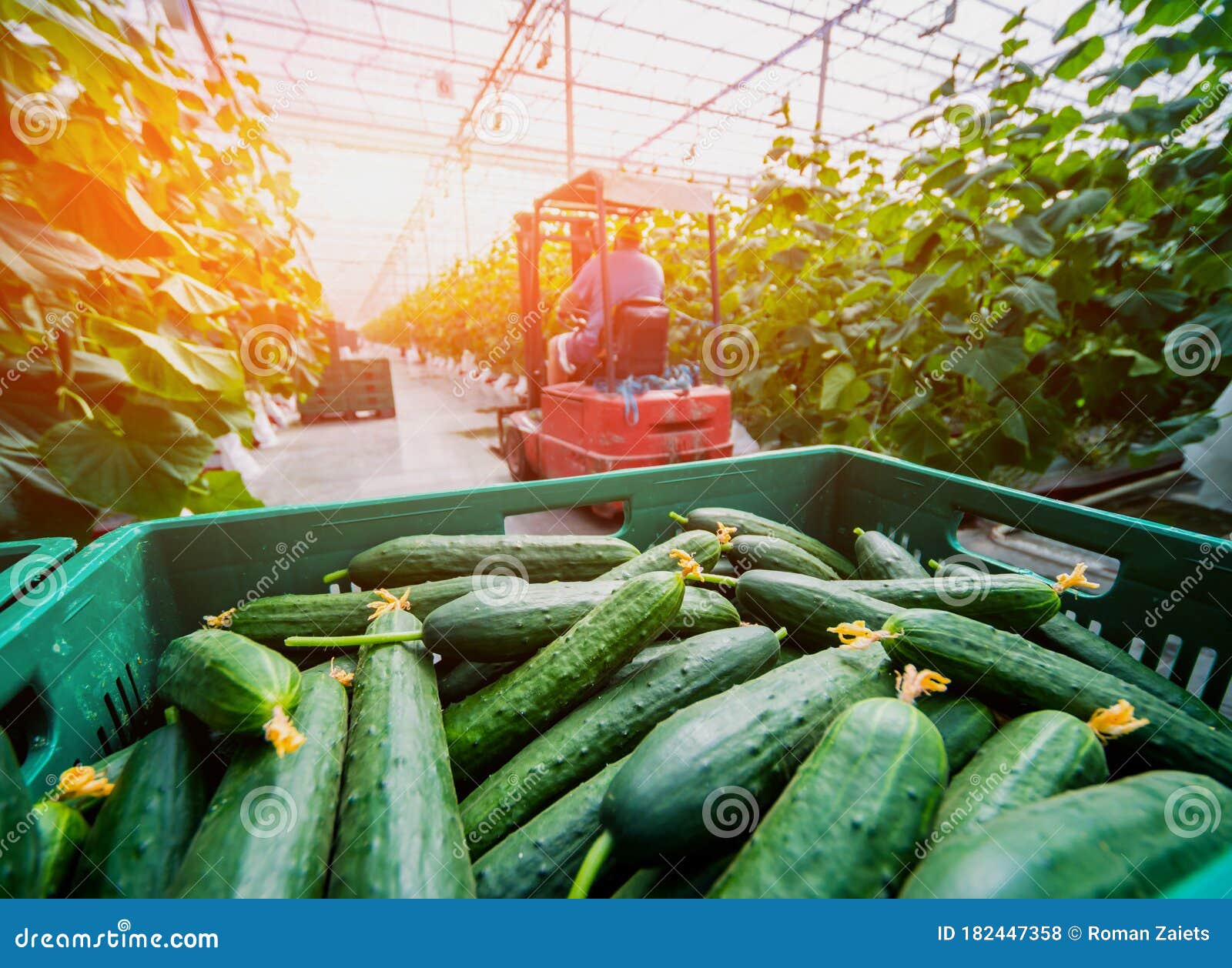 Long Green Cucumbers in a Boxes. Greenhouse Stock Photo - Image of ...