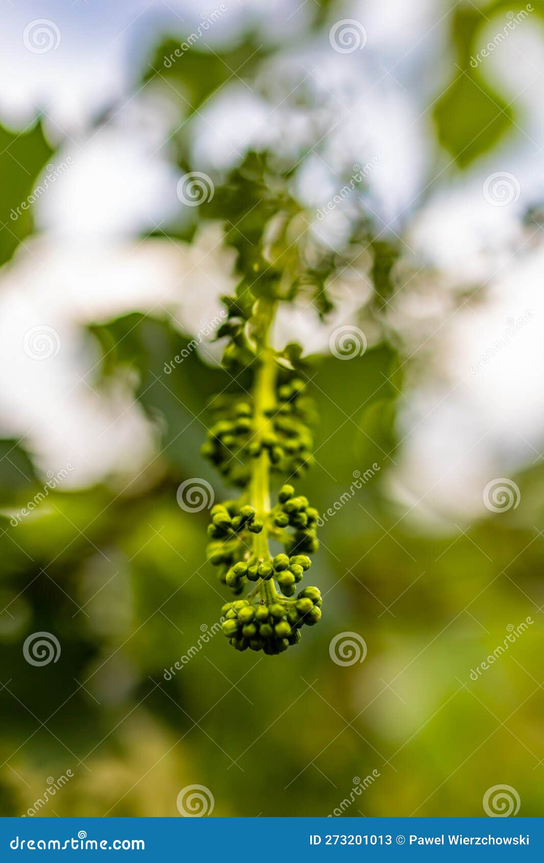 A Long Green Flower Stalk Full of Balls Stock Image - Image of blossom ...