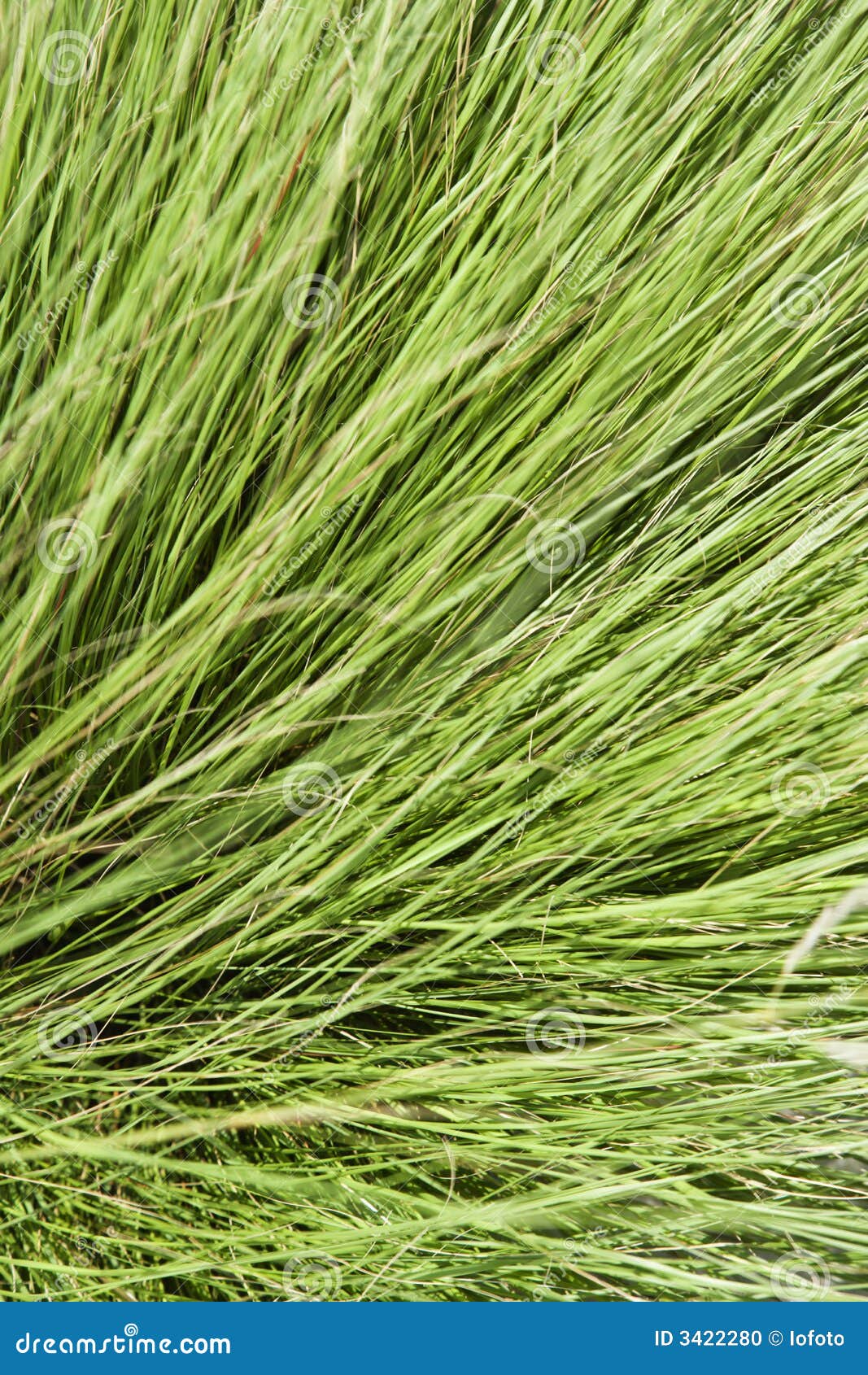 Long green grass. stock photo. Image of blade, vertical - 3422280
