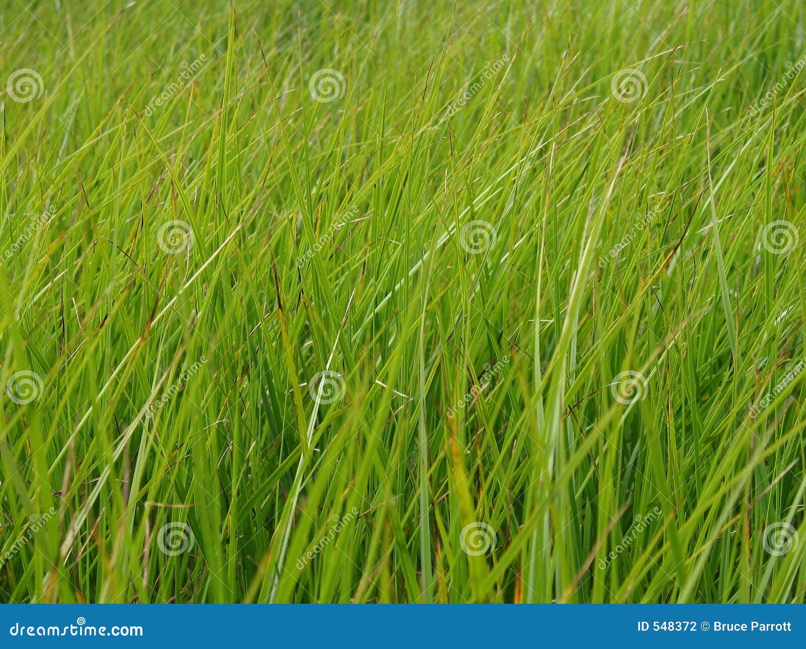 Long green grass stock photo. Image of growth, meadow, tall - 548372