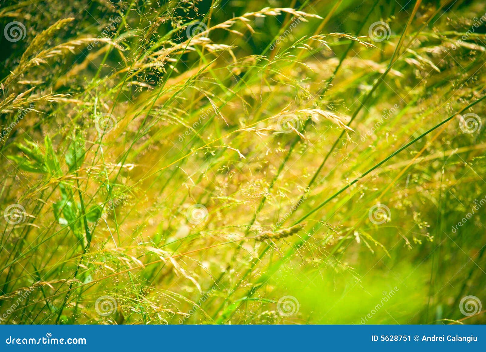 Long Green Grass Background Stock Image - Image of beautiful ...